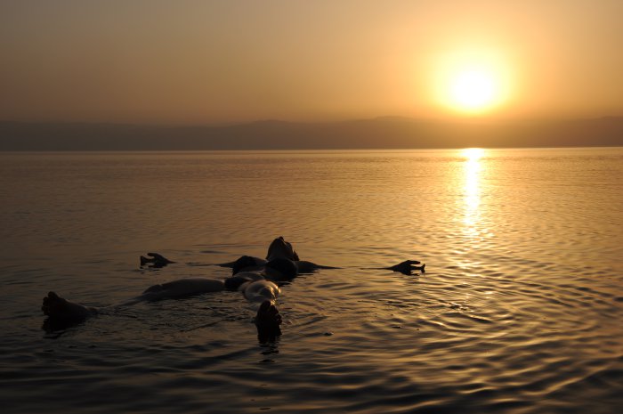 Mrtvé moře | Akty X 2011 | Reflex.cz