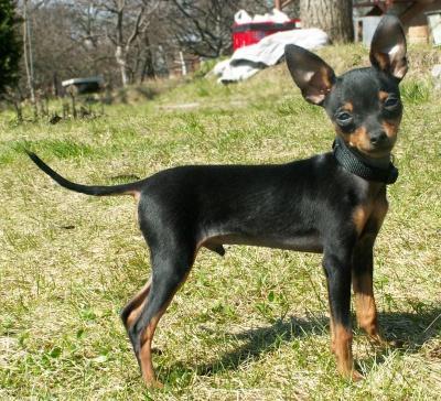 Tohle je typicky český pes! Fouskovi je 50! | Ahaonline.cz