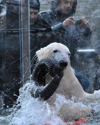 Vodní hrátky ledních medvědů: Trénovali znak, až z toho usnuli ...