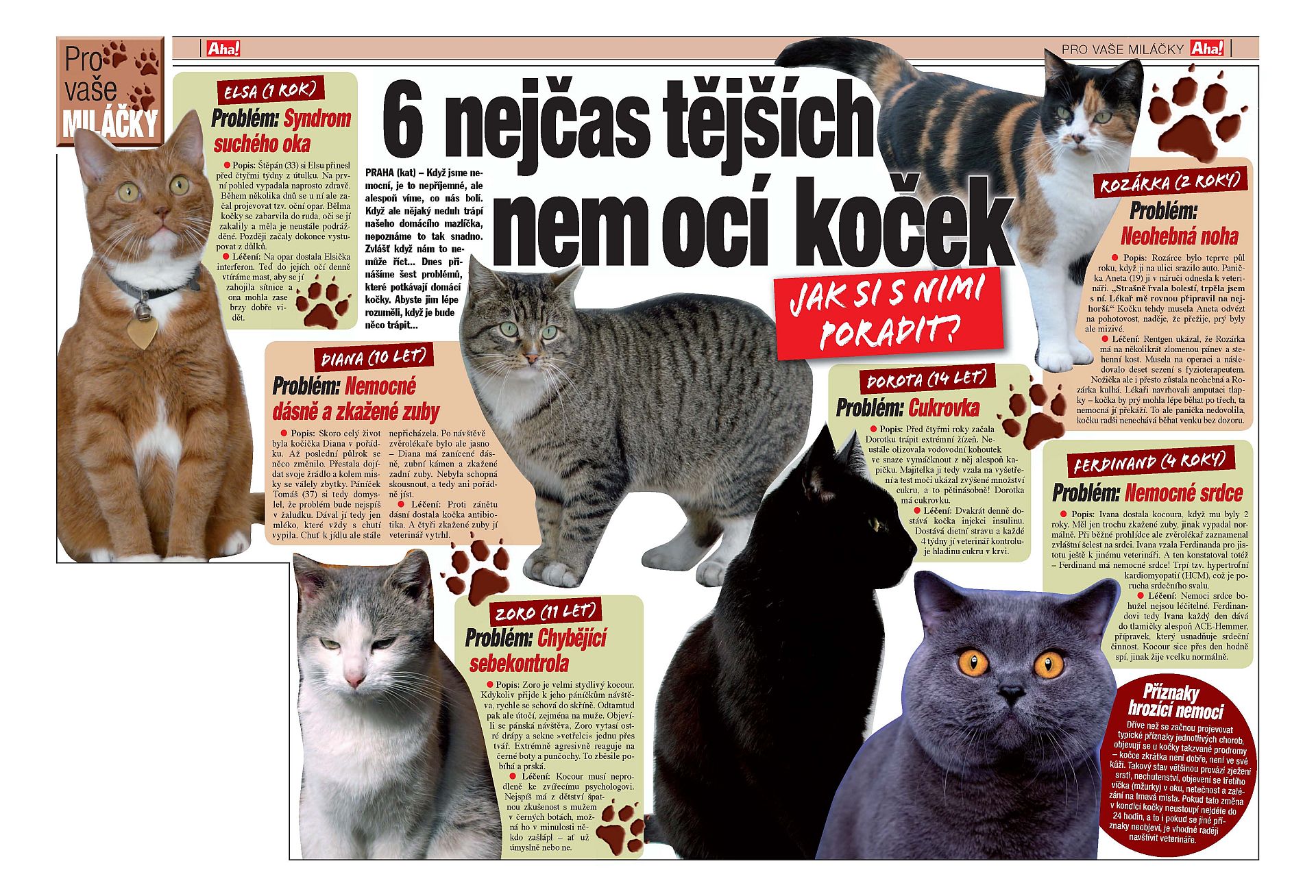 6 nejčastějších nemocí koček! Jak si s nimi poradi! | Ahaonline.cz